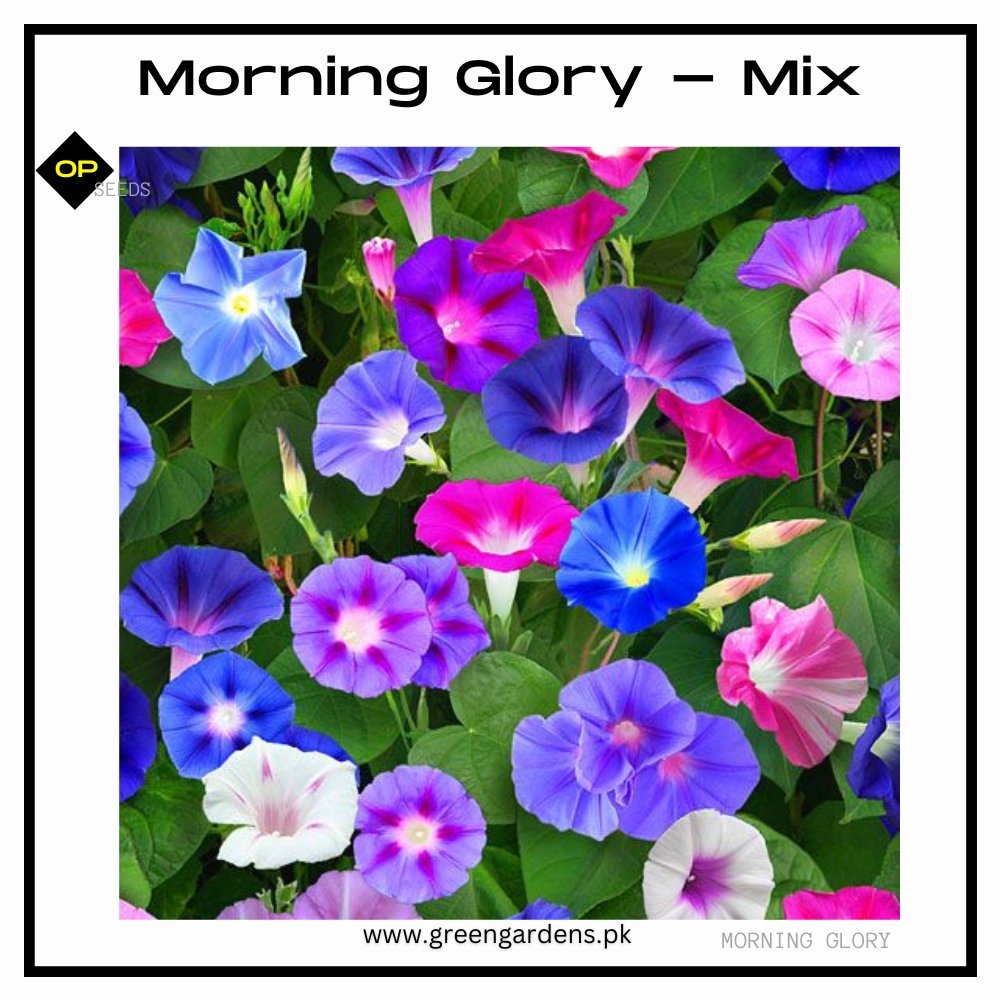 Morning Glory - Mix (SUMMER) – Green Gardens