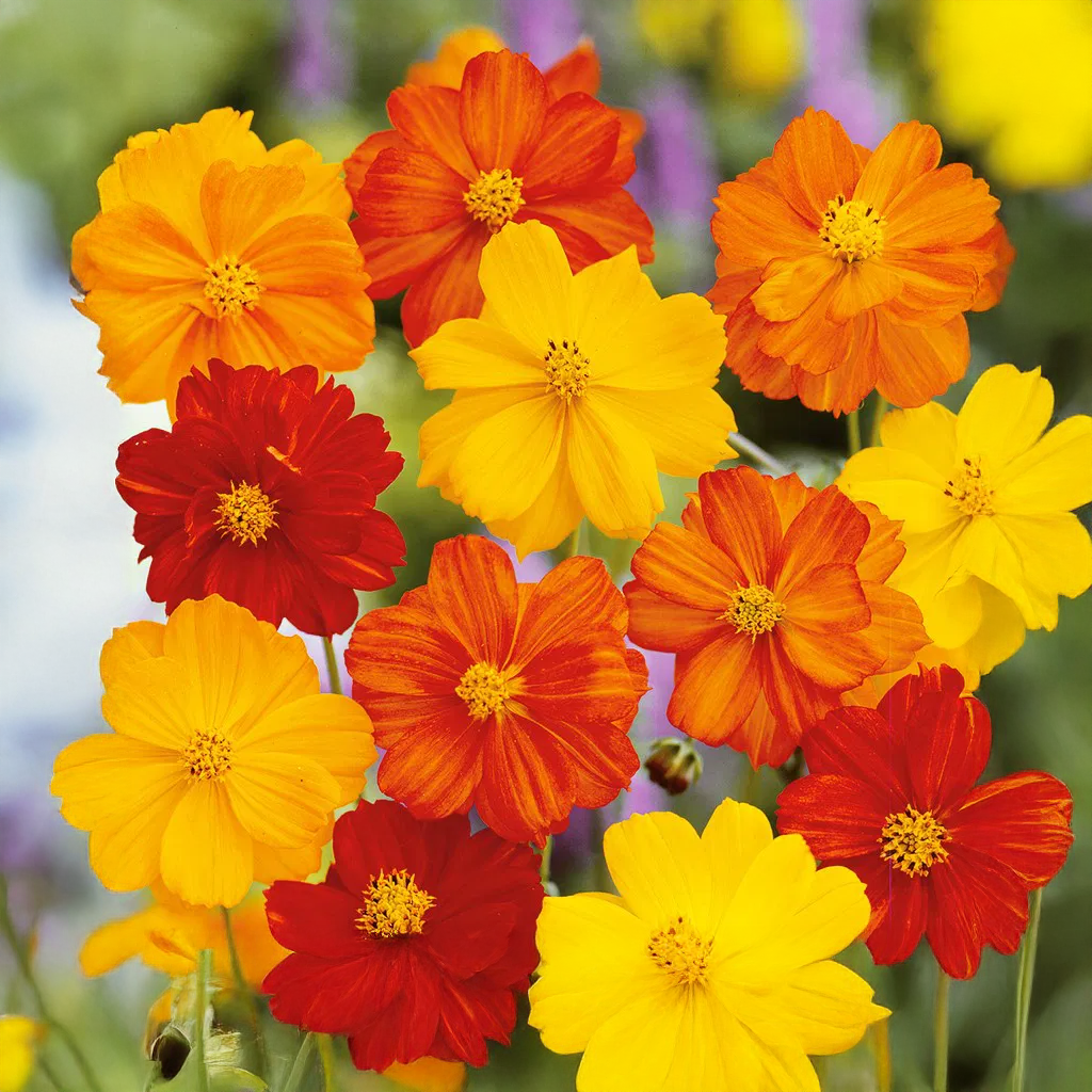 COSMOS Sulphurous Seeds (SUMMER) کاسموس – Green Gardens