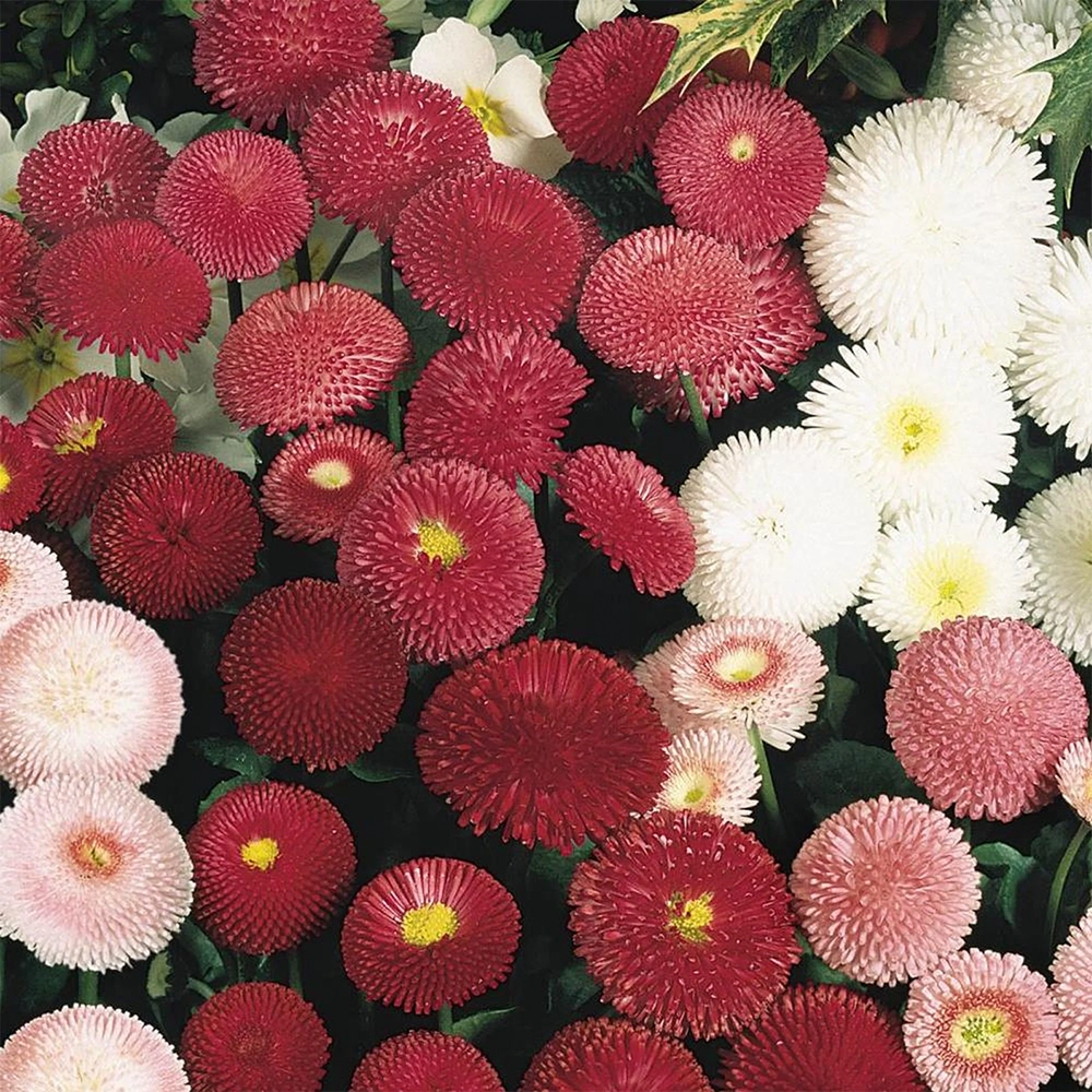 Button Daisy Seeds (WINTER) – Green Gardens