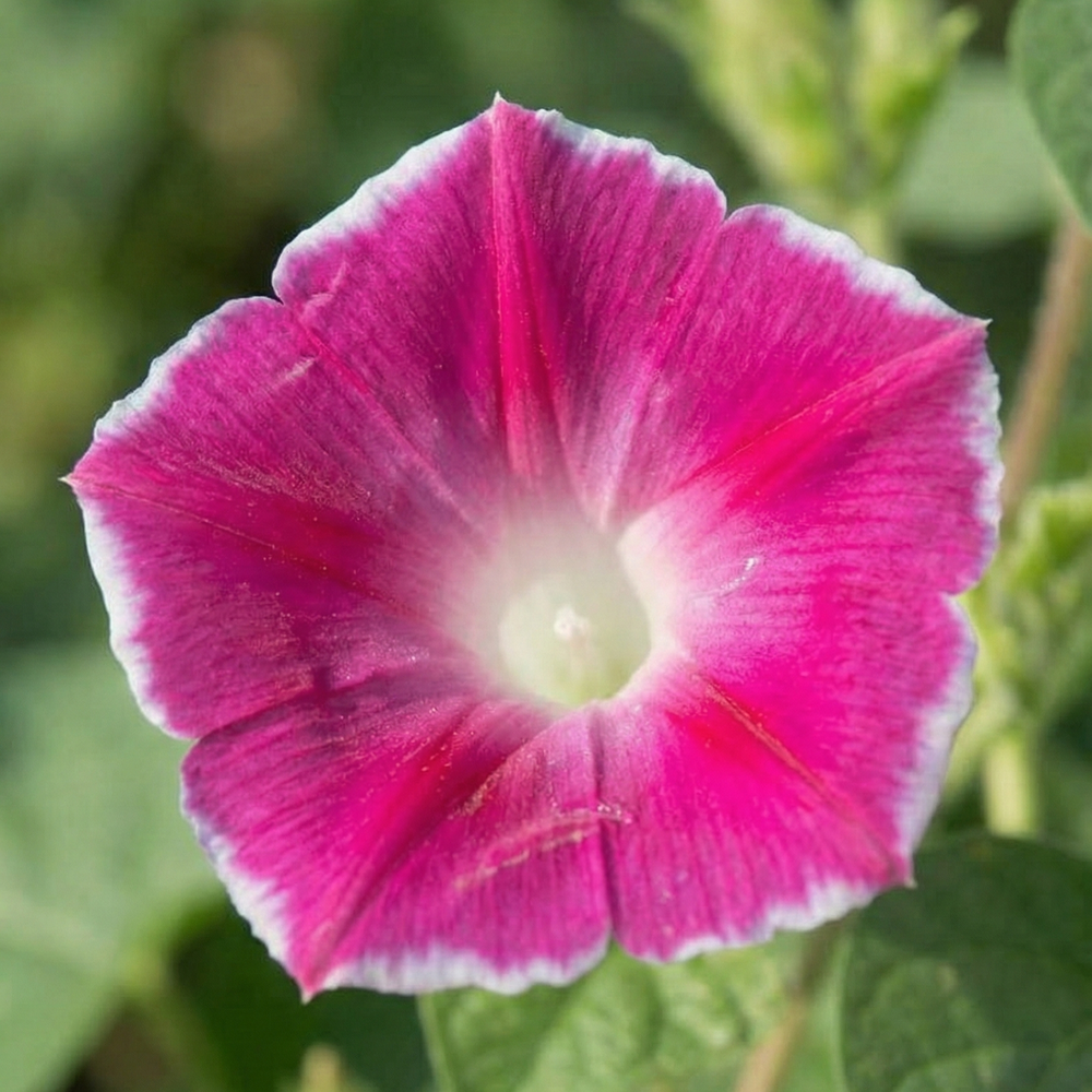 Morning Glory Seeds - Red Picotee (SUMMER) – Green Gardens
