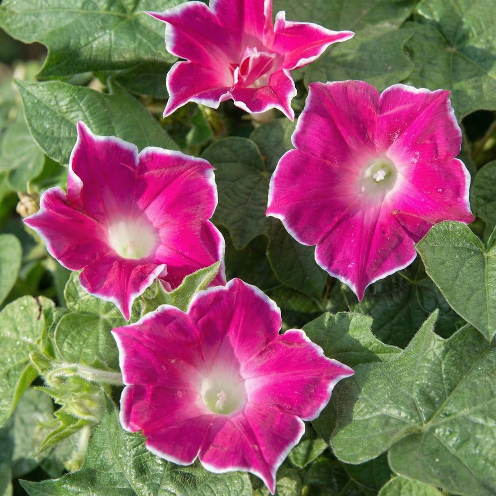 Morning Glory Seeds - Red Picotee (SUMMER) – Green Gardens