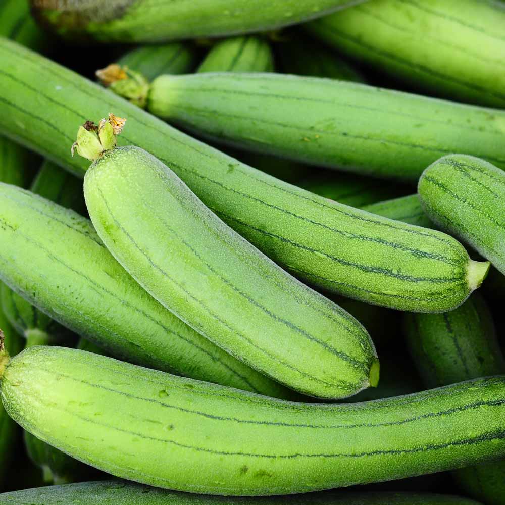 Desi Tori Seeds (Sponge Gourd) {SUMMER} دیسی توری – Green Gardens