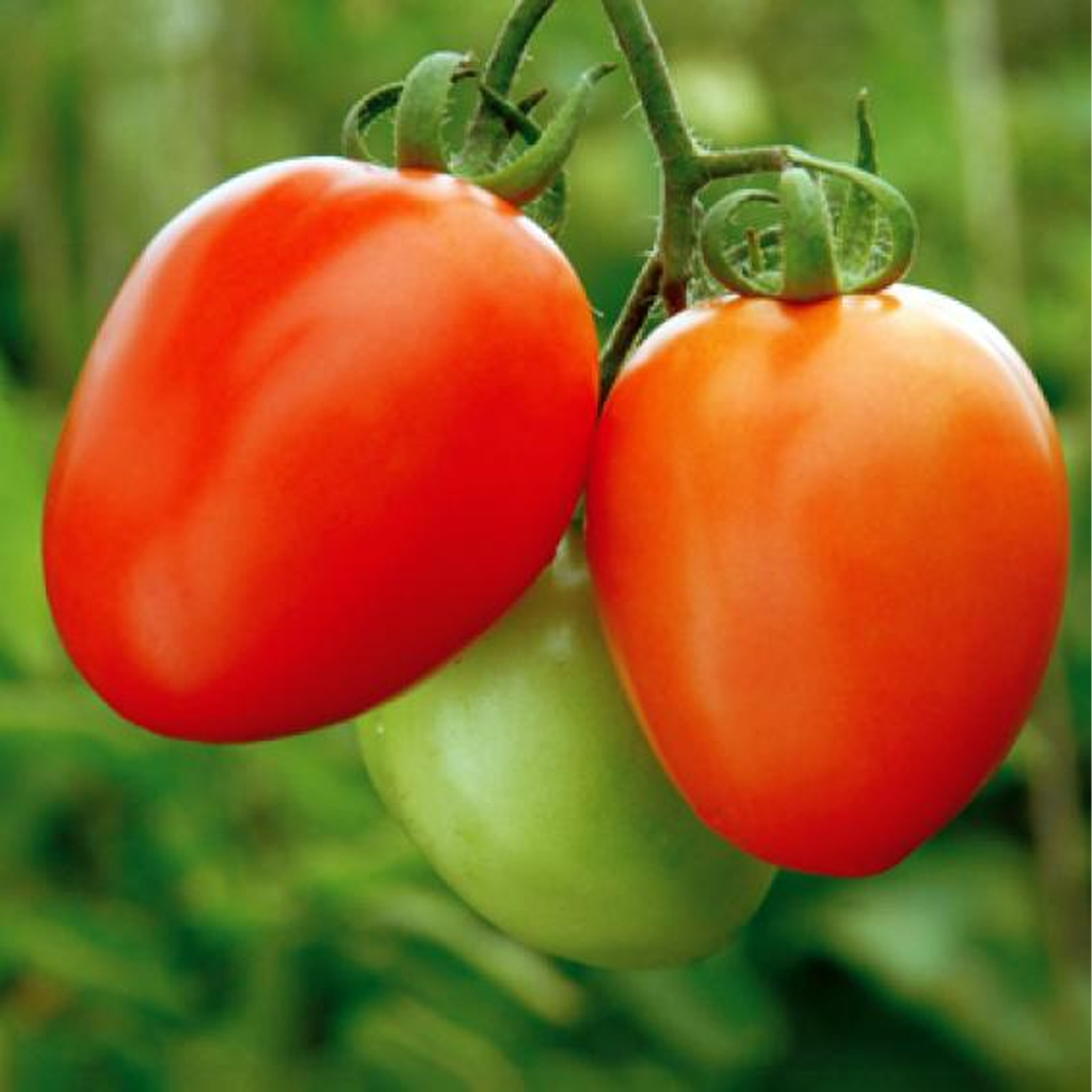 Tomato F1 Hybrid - (TO-1057, Syngenta) Semi-indeterminate {WINTER/ SUM ...